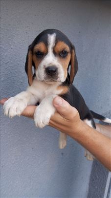 Prodaja pasa i psi na poklon Bigl | Halo oglasi