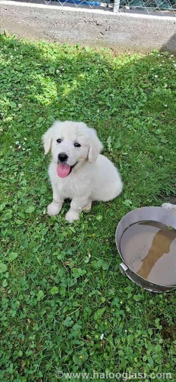 Zlatni retriver, štene | Halo Oglasi