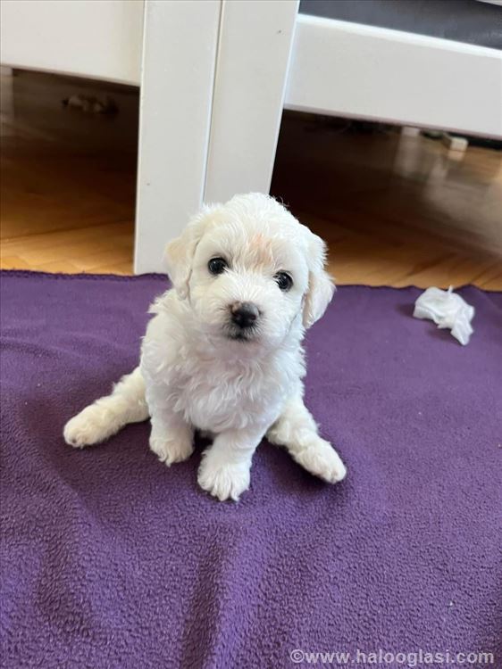 Kovrdžavi bišon, štene | Halo Oglasi