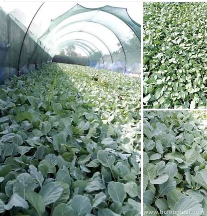 Rasad kupus Potomak | Halo Oglasi