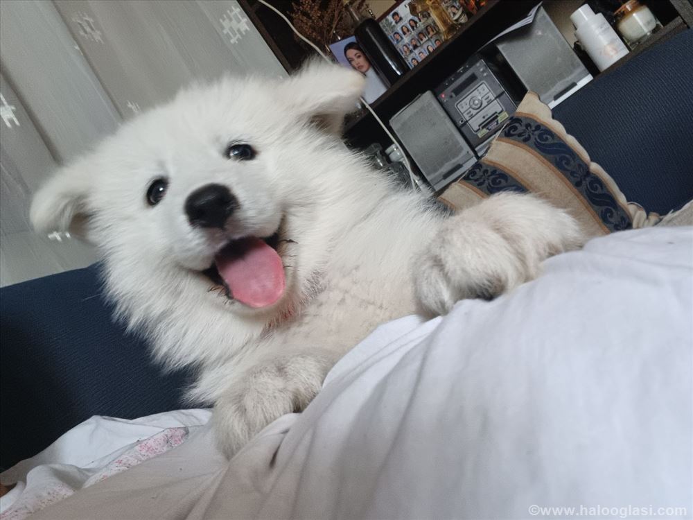 Samojed, štene | Halo Oglasi