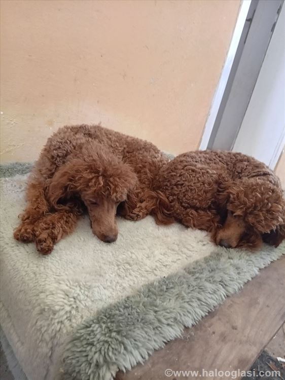 Sve male rase pasa | Halo Oglasi