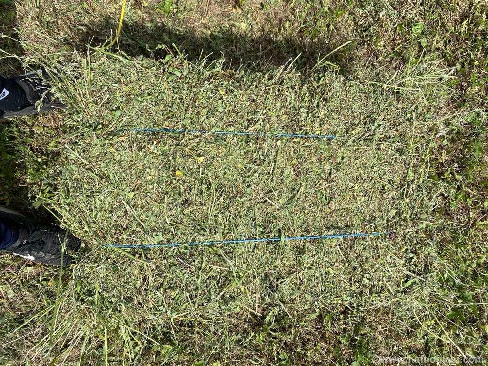 Detelina lucerka | Halo Oglasi