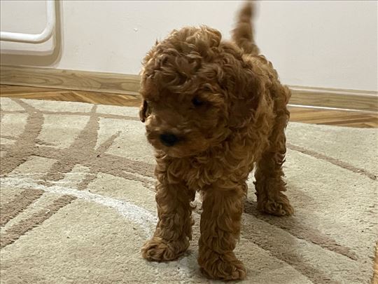 Prodaja pasa i psi na poklon Pudla | Halo oglasi