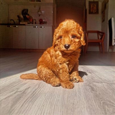 Prodaja pasa i psi na poklon Pudla | Halo oglasi