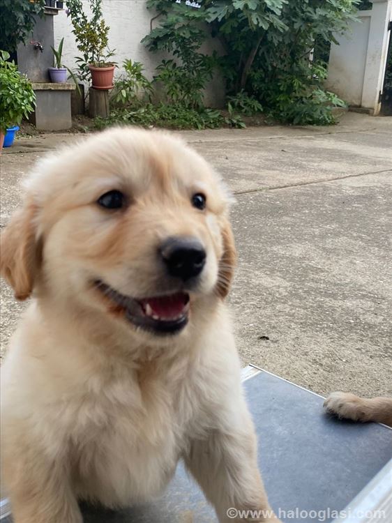 Zlatni retriver, štene | Halo Oglasi