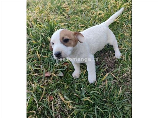 Prodaja pasa i psi na poklon Džek Rasel terijer | Halo oglasi