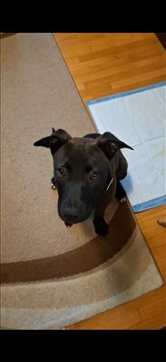 Prodaja pasa i psi na poklon Pit bul terijer | Halo oglasi