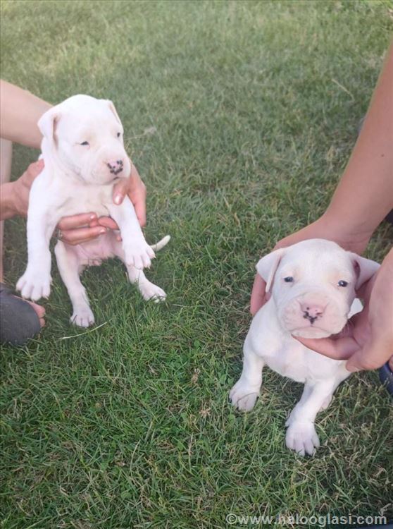 Argentinski pas, štene | Halo Oglasi