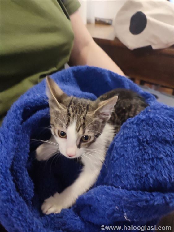 Žensko mače traži dom | Halo Oglasi