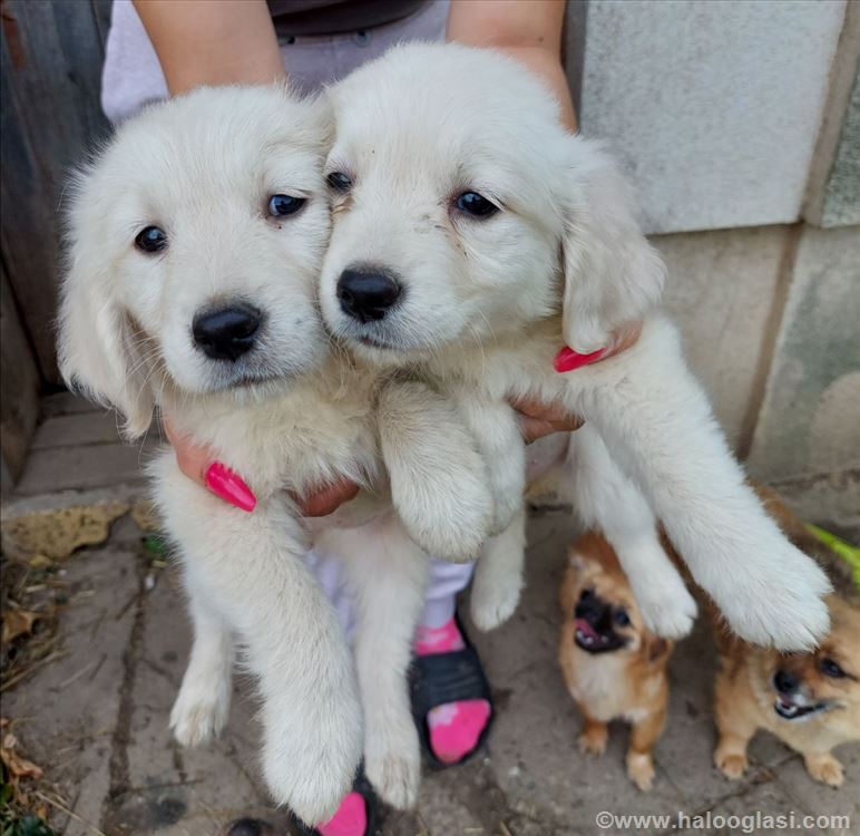 Zlatni retriver, štene | Halo Oglasi