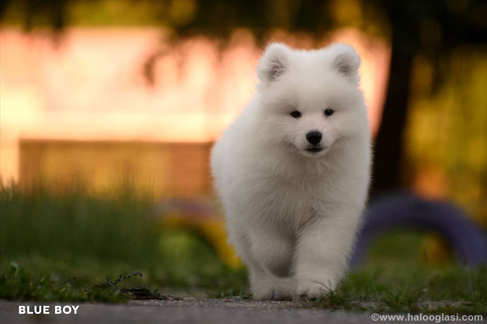 Samojed, štene | Halo Oglasi