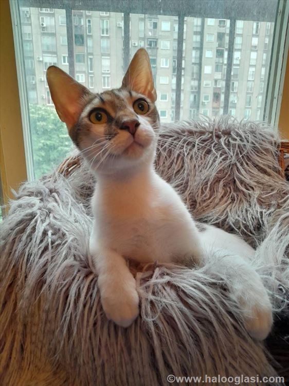 Smeker trazi dom | Halo Oglasi