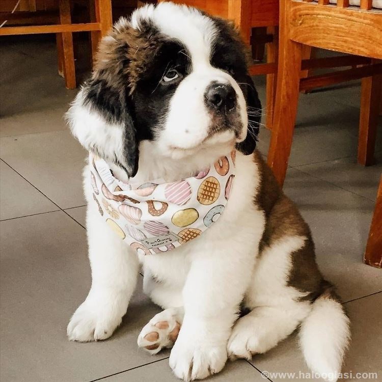 Bernardinac, štene | Halo Oglasi