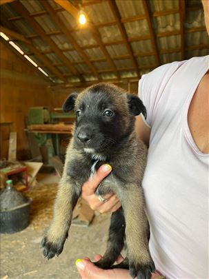Prodaja pasa i psi na poklon Malinoa, Belgijski ovčar | Halo oglasi