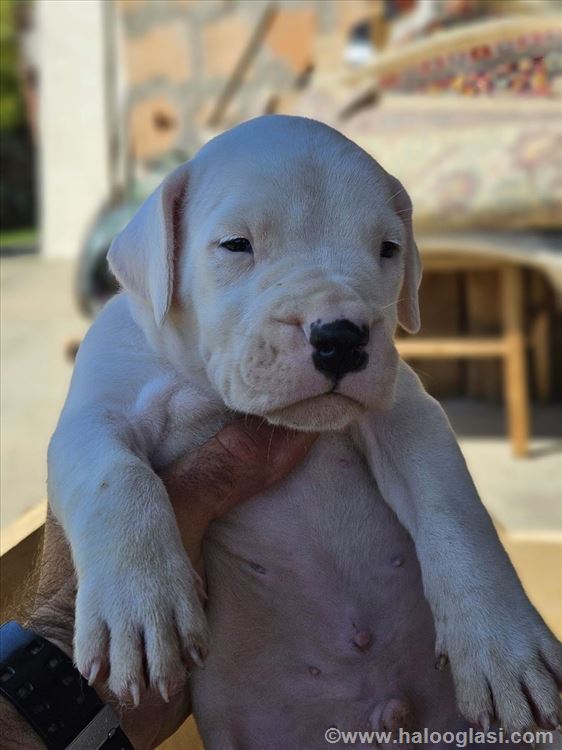 Argentinski pas, štene | Halo Oglasi