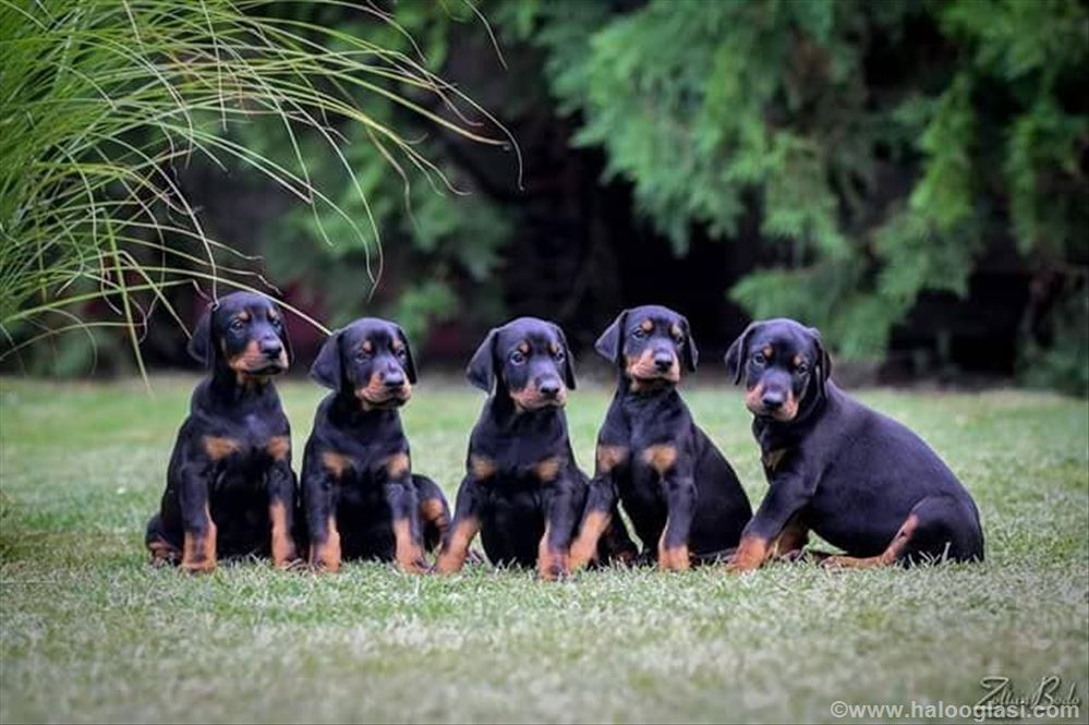 Doberman , štene | Halo Oglasi