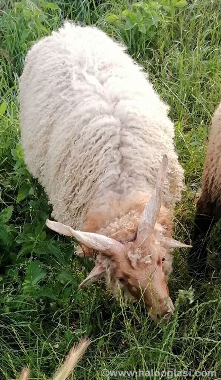 Racki vitorogi ovnić | Halo Oglasi