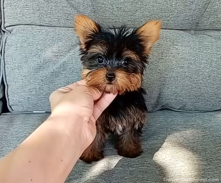 Jorkširski terijer, mini jorki štenci top kvalitet | Halo Oglasi
