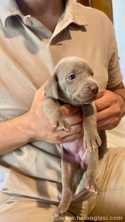 Vajmarski ptičar, štene - Weimaraner | Halo Oglasi
