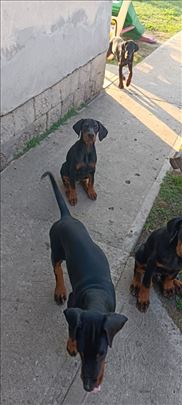 Prodaja pasa i psi na poklon Doberman | Halo oglasi