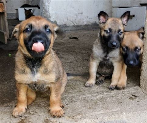 Prodaja pasa i psi na poklon Malinoa, Belgijski ovčar | Halo oglasi