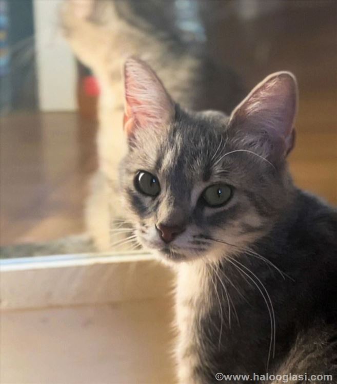 Nestala mačka u Nišu | Halo Oglasi