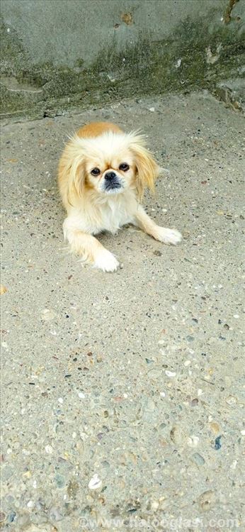 Pekinezer, odrastao pas | Halo Oglasi