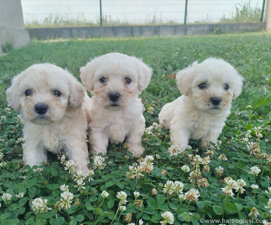 Kovrdžavi bišon, štene | Halo Oglasi