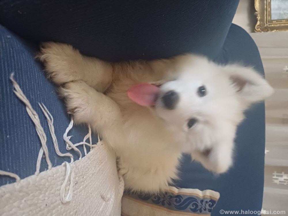Samojed, štene | Halo Oglasi