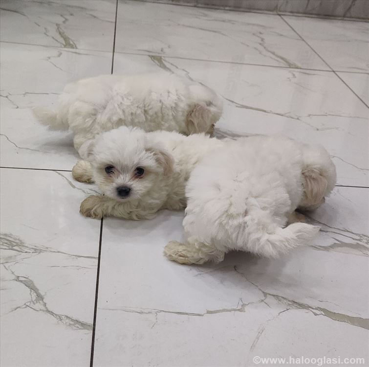 Mini maltezeri, stenci | Halo Oglasi