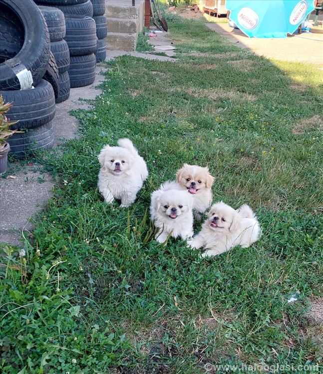 Pekinezer, štene | Halo Oglasi