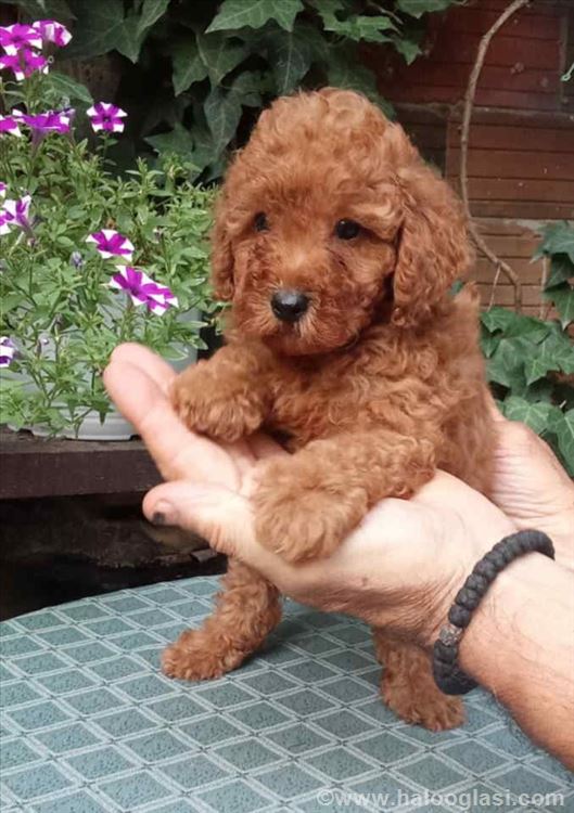 Pudle, patuljaste i toy, crvene i aprikot boje | Halo Oglasi