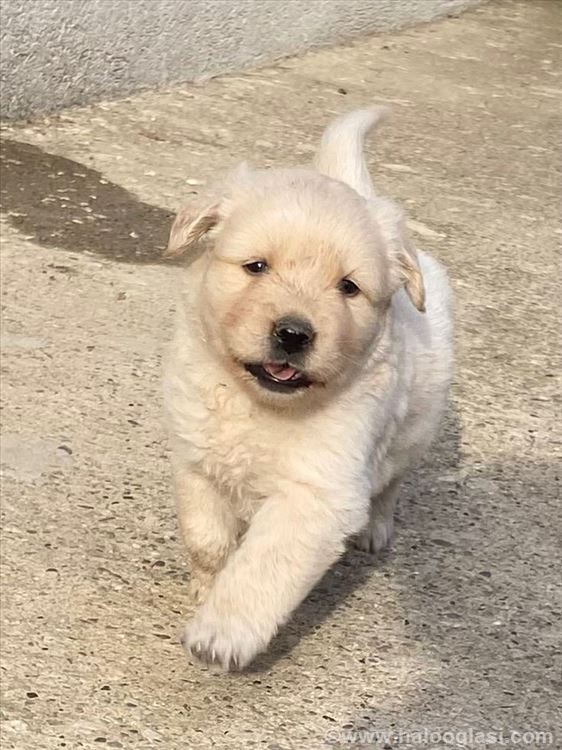 Zlatni retriver, štene | Halo Oglasi