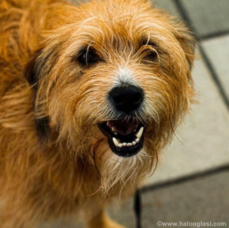 Šetanje pasa | Halo Oglasi