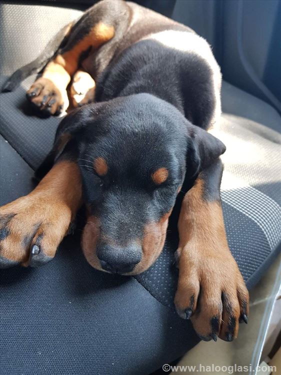 Doberman , štene | Halo Oglasi