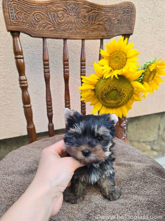 Mini Jorkširski terijeri, ženka na prodaju | Halo Oglasi