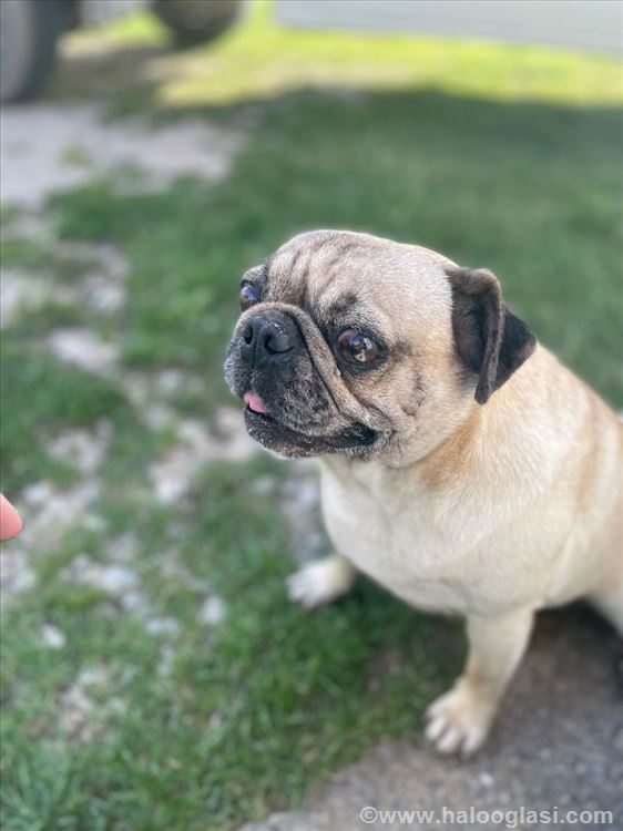 Mops, odrastao pas | Halo Oglasi