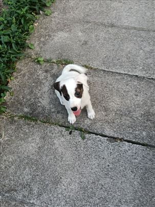 Prodaja pasa i psi na poklon Džek Rasel terijer | Halo oglasi