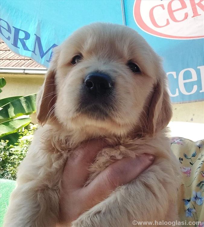 Zlatni retriver, štene | Halo Oglasi
