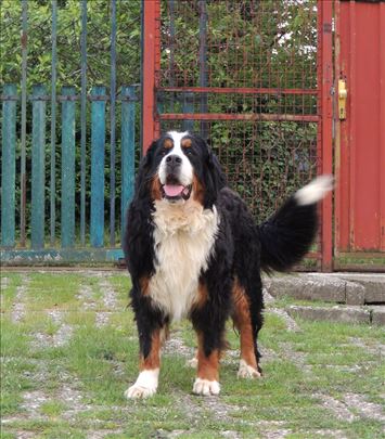 Prodaja pasa i psi na poklon Bernski planinski pas | Halo oglasi