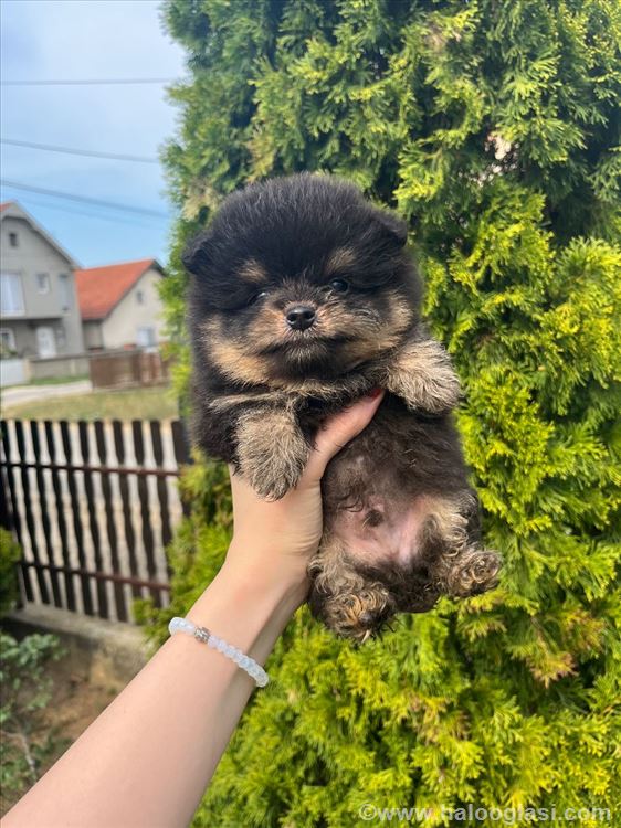 Pomeranac mini black and tan | Halo Oglasi