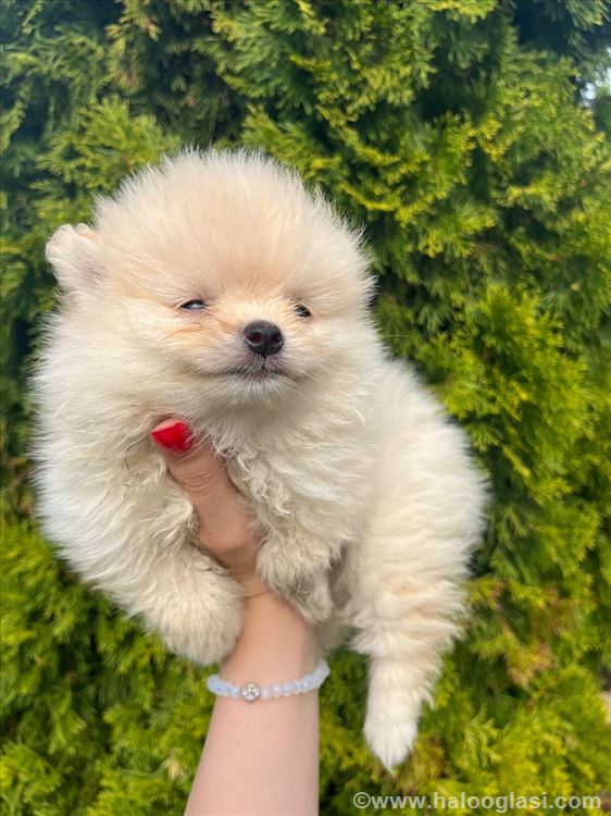 Pomeranac mini ženka | Halo Oglasi