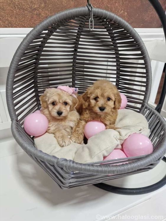 Preslatke bebice Maltipoo | Halo Oglasi
