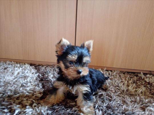 Prodaja pasa i psi na poklon Jorkširski terijer | Halo oglasi