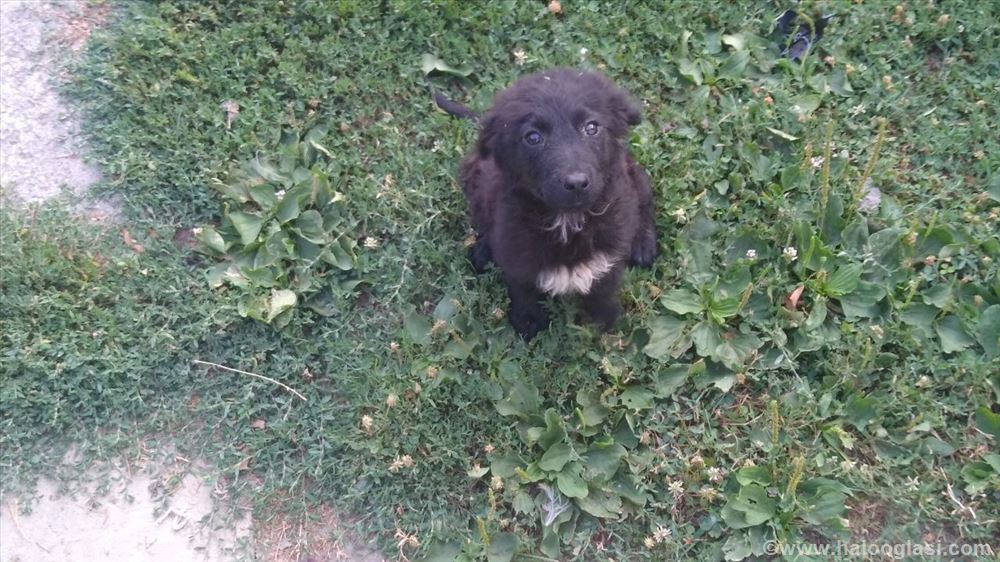 Pas pulin štene usvajanje | Halo Oglasi