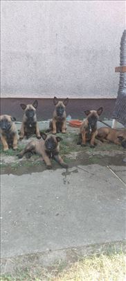 Prodaja pasa i psi na poklon Malinoa, Belgijski ovčar | Halo oglasi