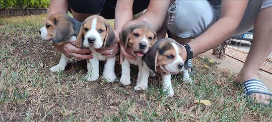 Prodaja pasa i psi na poklon Bigl | Halo oglasi