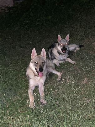 Prodaja pasa i psi na poklon Čehoslovački vučiji pas | Halo oglasi