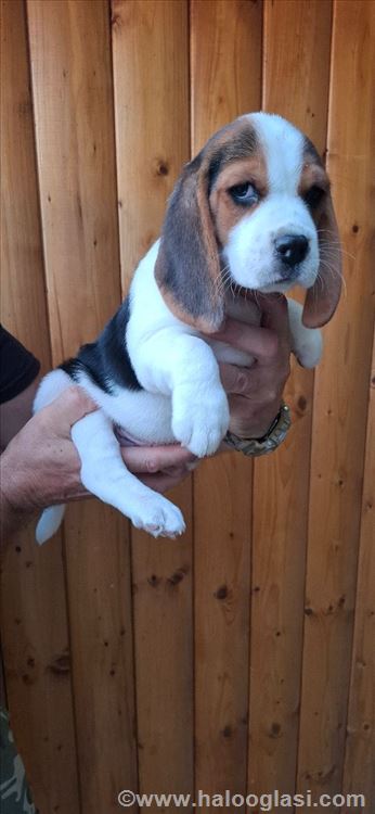 Bigl, štene | Halo Oglasi